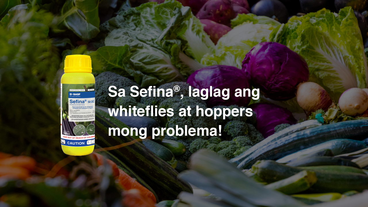 Home | BASF Crop Protection Philippines